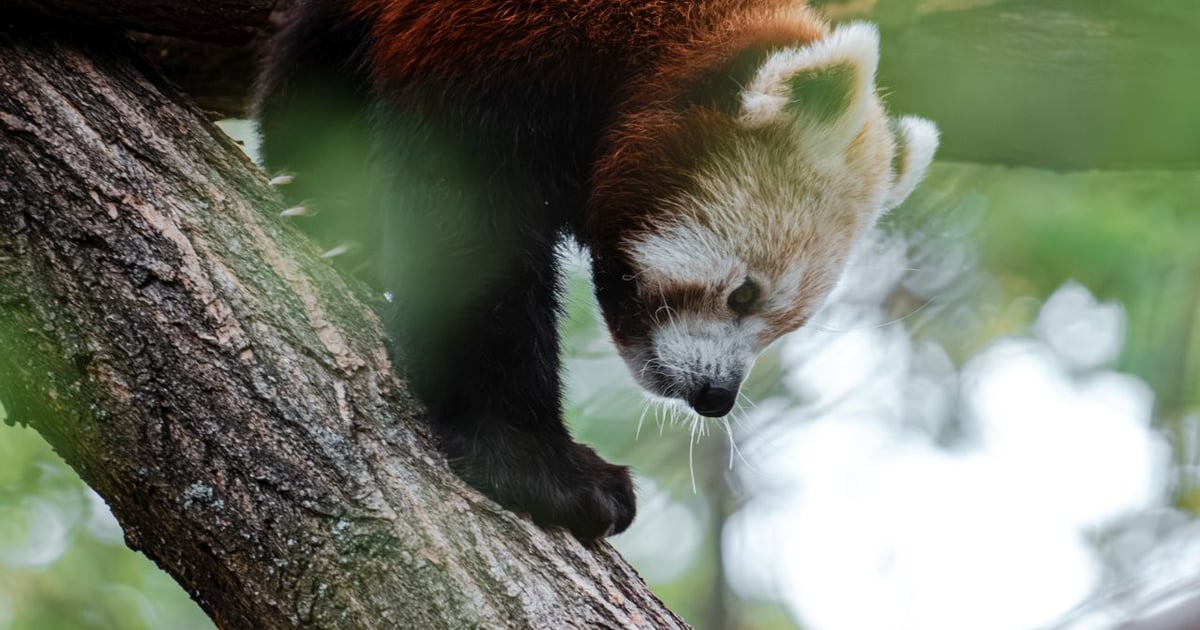 Zgredek i małpie figle. Opiekun małp w zoo z pasją fotografuje zwierzę ...